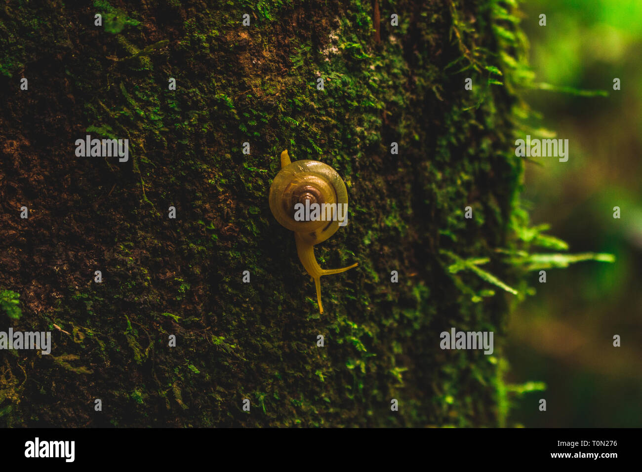 Snail in the tree trunk Stock Photo - Alamy