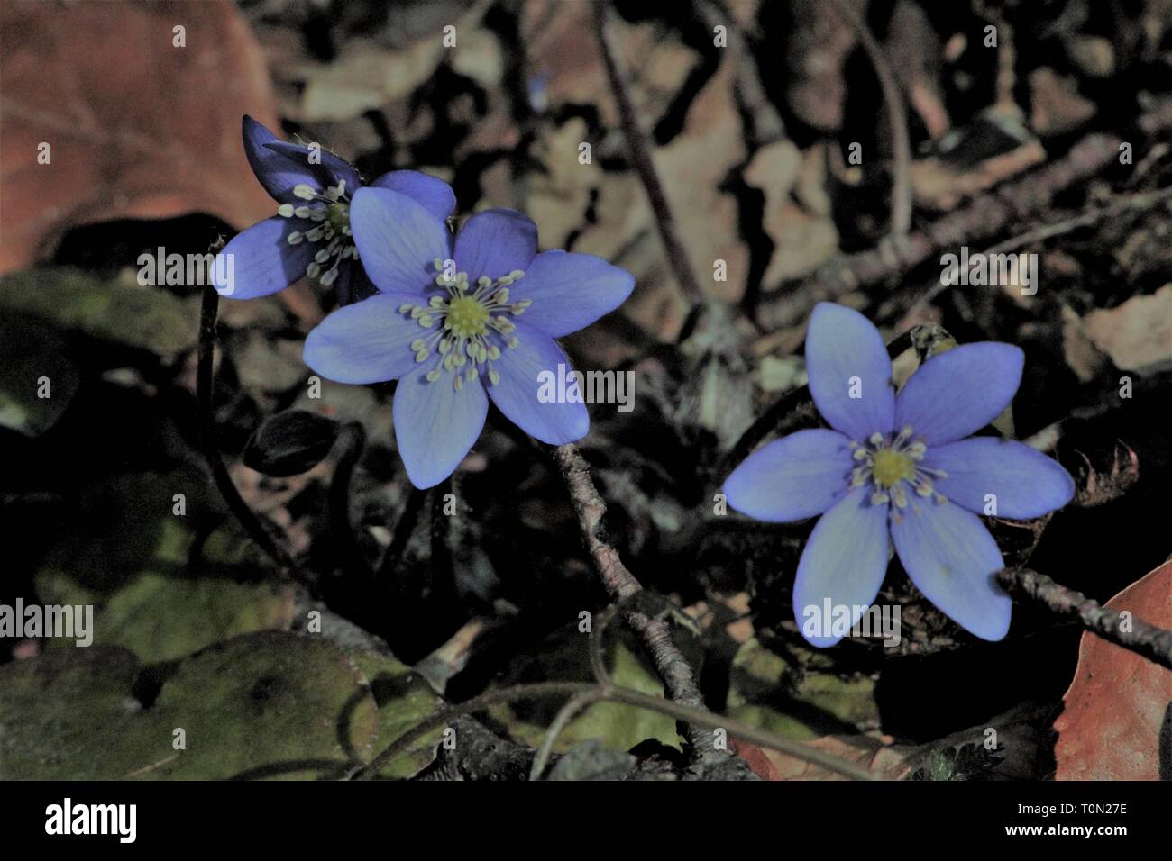 Blue flowers hepatica nobilis hi-res stock photography and images - Alamy