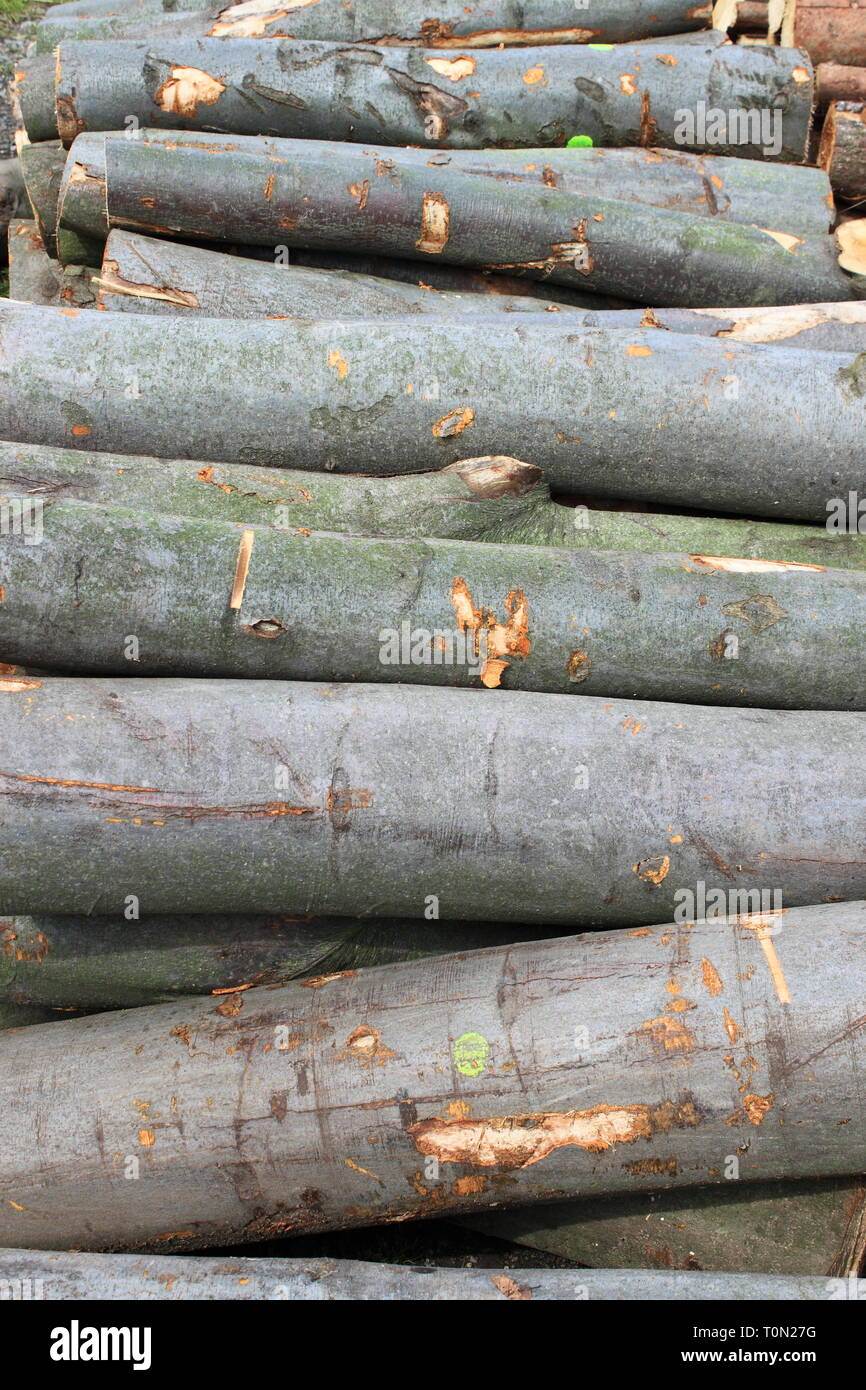 Trunks in a circle hi-res stock photography and images - Alamy
