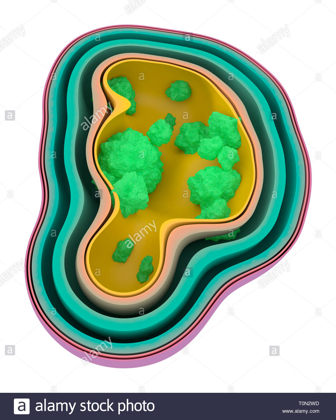 Cross Section Of An Infected Cell. Bacteria Spread Inside A Cell ...