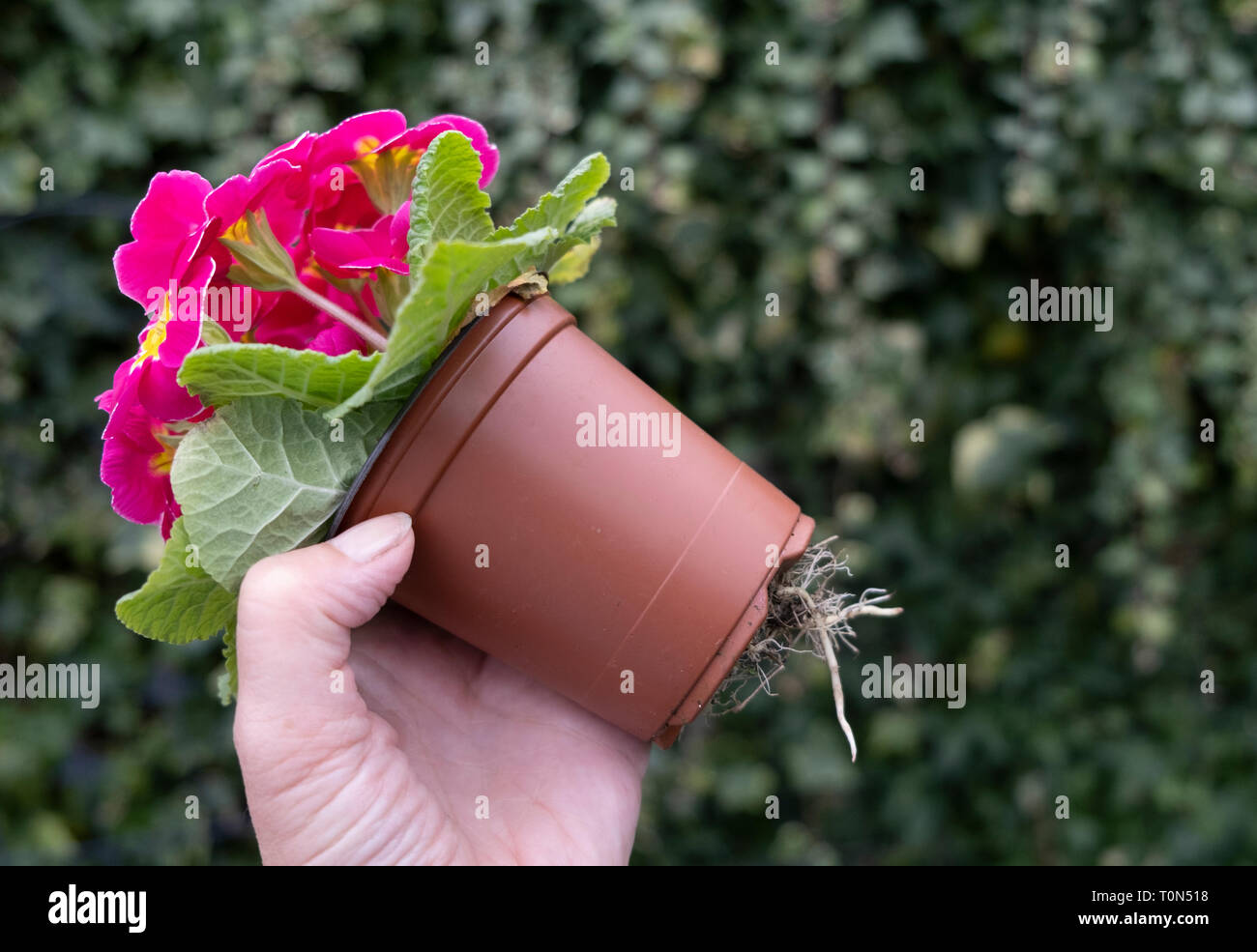 Primula plant with roots coming out of bottom of pot Stock Photo - Alamy