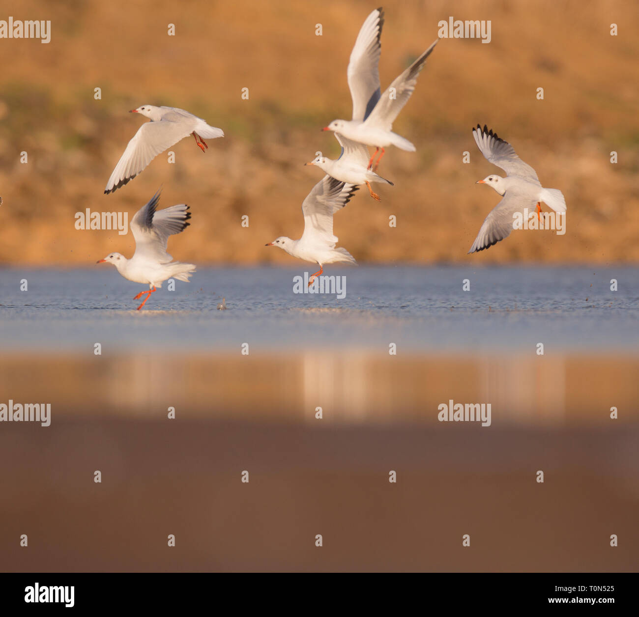 A flock of Black-headed Gulls (Chroicocephalus ridibundus) near the ...