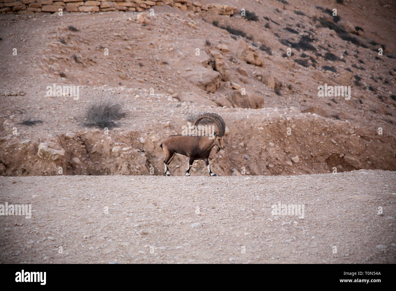 Impressive Male Nubian Ibex (Capra ibex nubiana AKA Capra nubiana). Photographed at Kibbutz Sde ...
