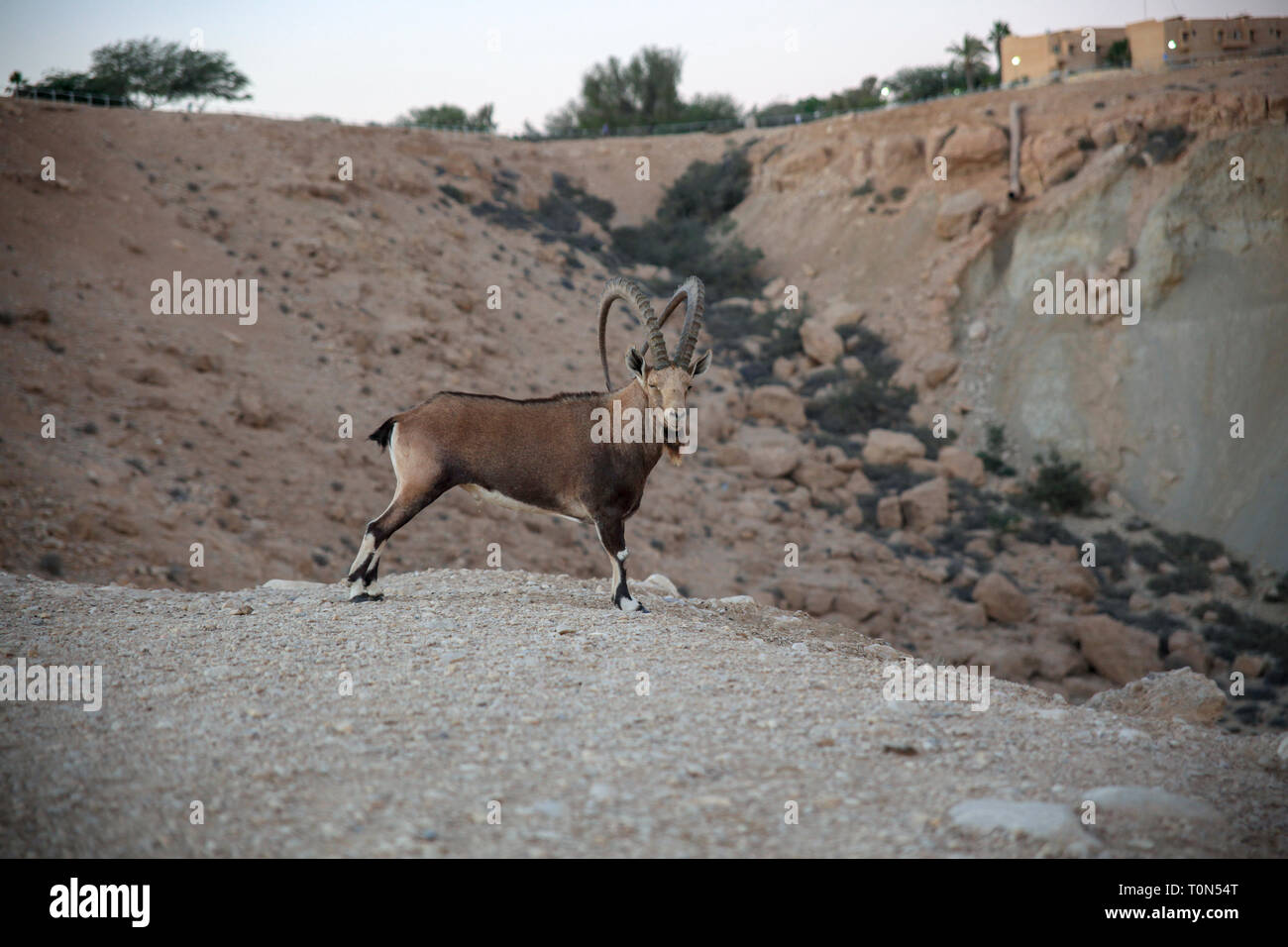 Impressive Male Nubian Ibex (Capra ibex nubiana AKA Capra nubiana). Photographed at Kibbutz Sde ...