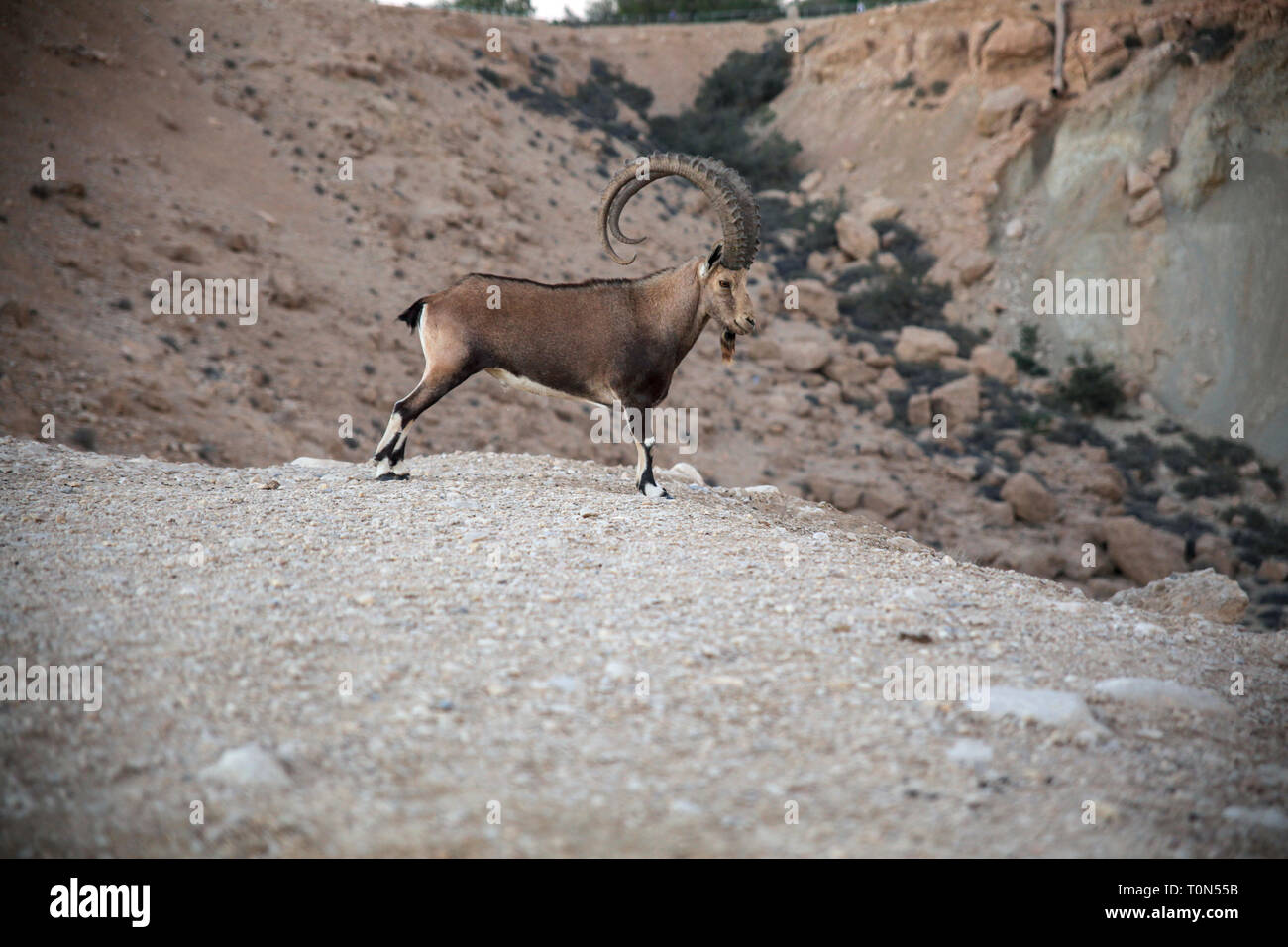 Impressive Male Nubian Ibex (Capra ibex nubiana AKA Capra nubiana). Photographed at Kibbutz Sde ...
