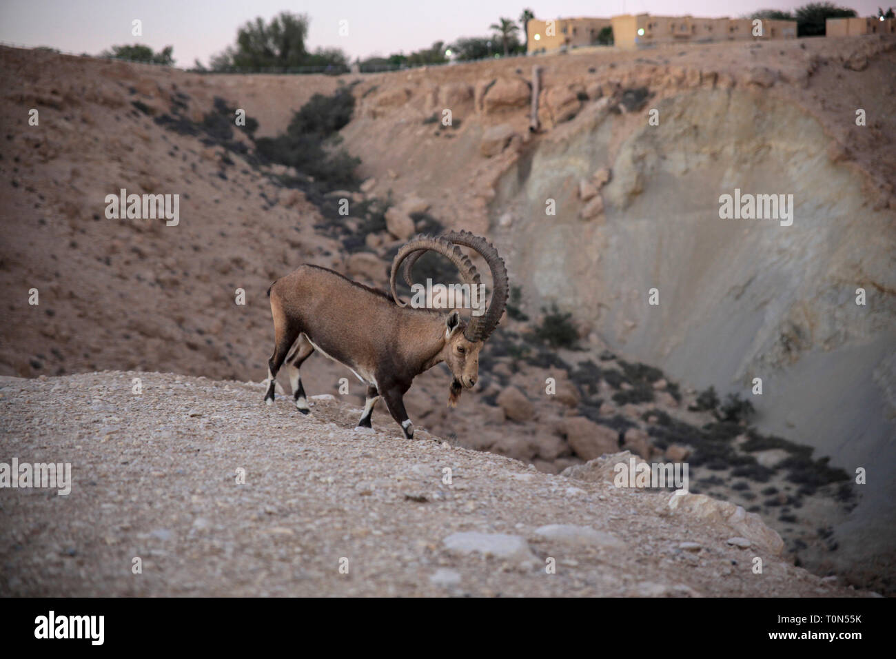 Impressive Male Nubian Ibex (Capra ibex nubiana AKA Capra nubiana). Photographed at Kibbutz Sde ...