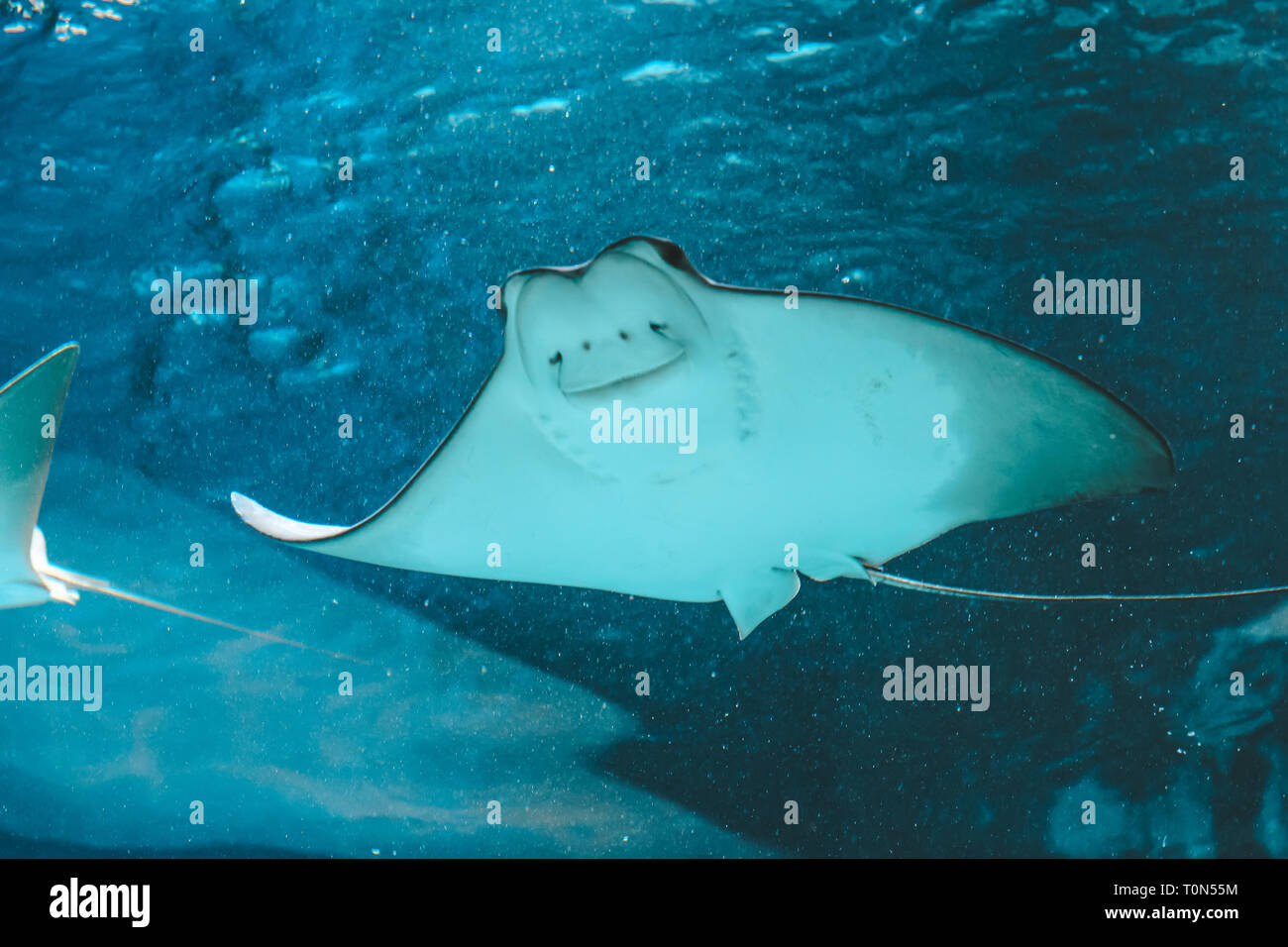 Stingrays Face Cute