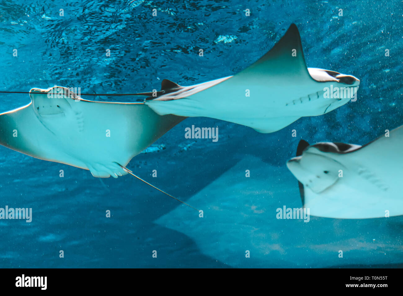 Cute stingray swims in aquarium close-up, bottom view Stock Photo - Alamy