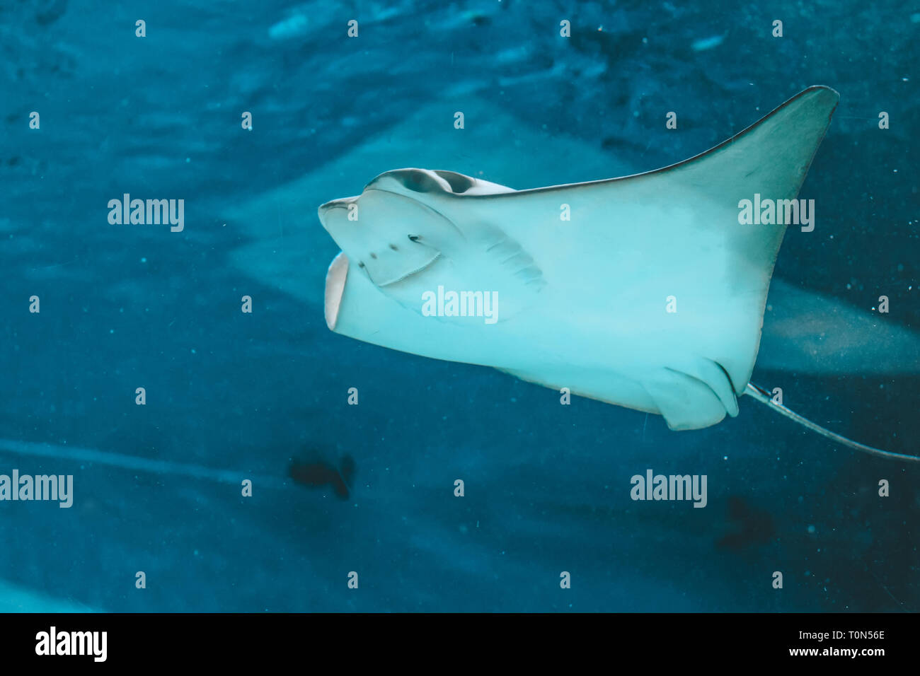 Cute stingray swims in aquarium close-up, bottom view Stock Photo - Alamy