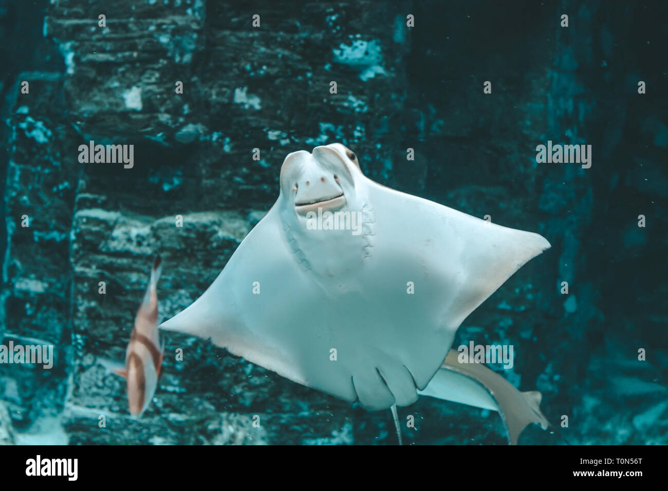 Stingray face hi-res stock photography and images - Alamy