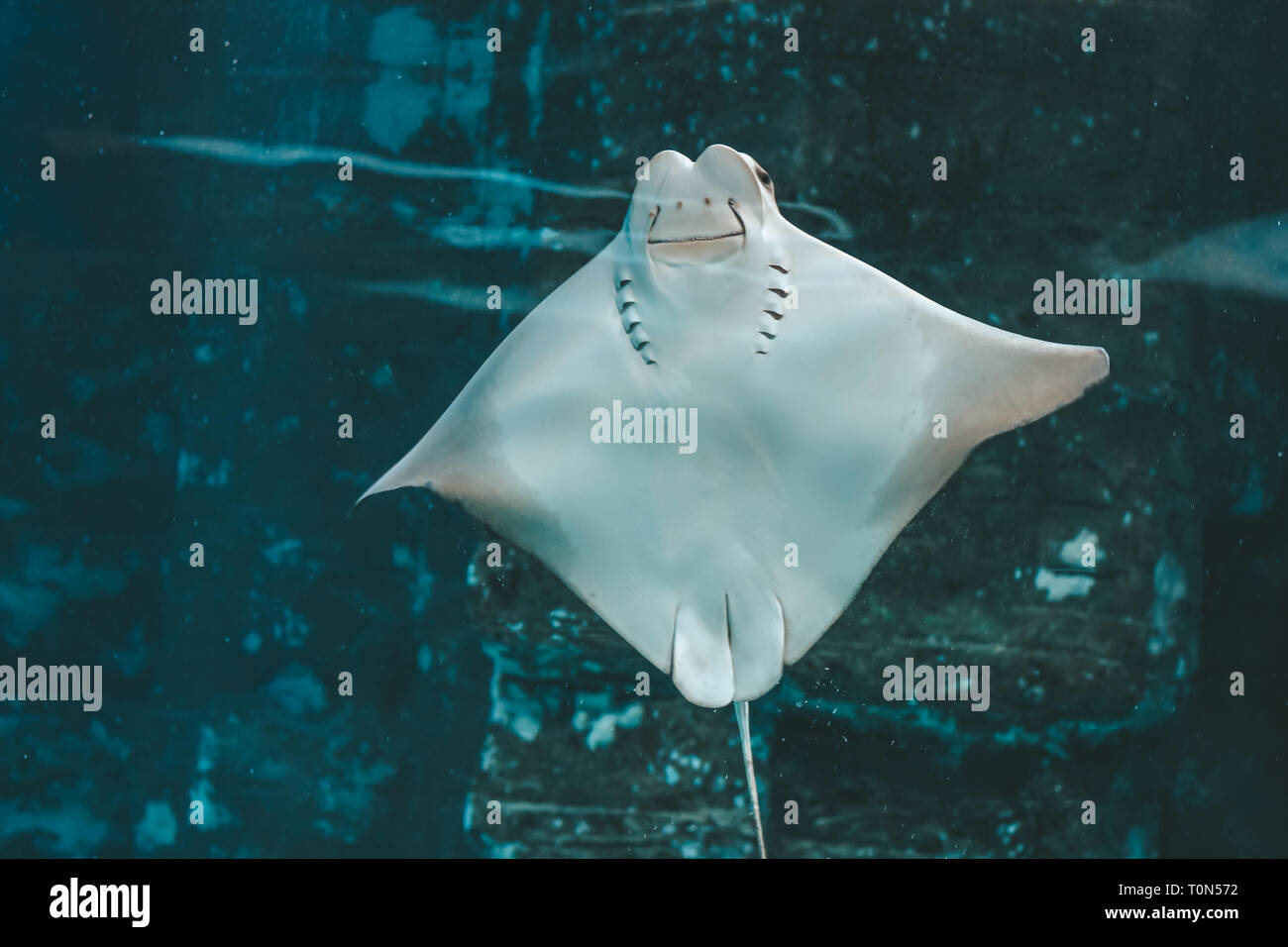 Cute stingray swims in aquarium close-up, bottom view Stock Photo - Alamy