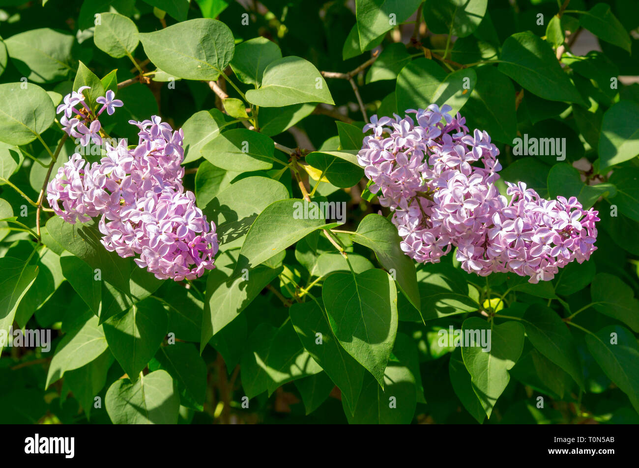 Plantseason hi-res stock photography and images - Alamy