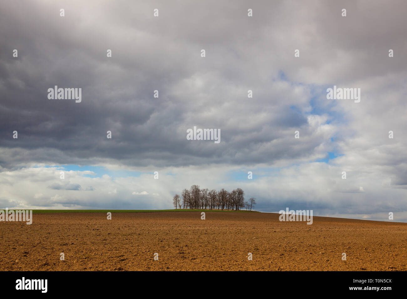 Group trees field spring hi-res stock photography and images - Alamy