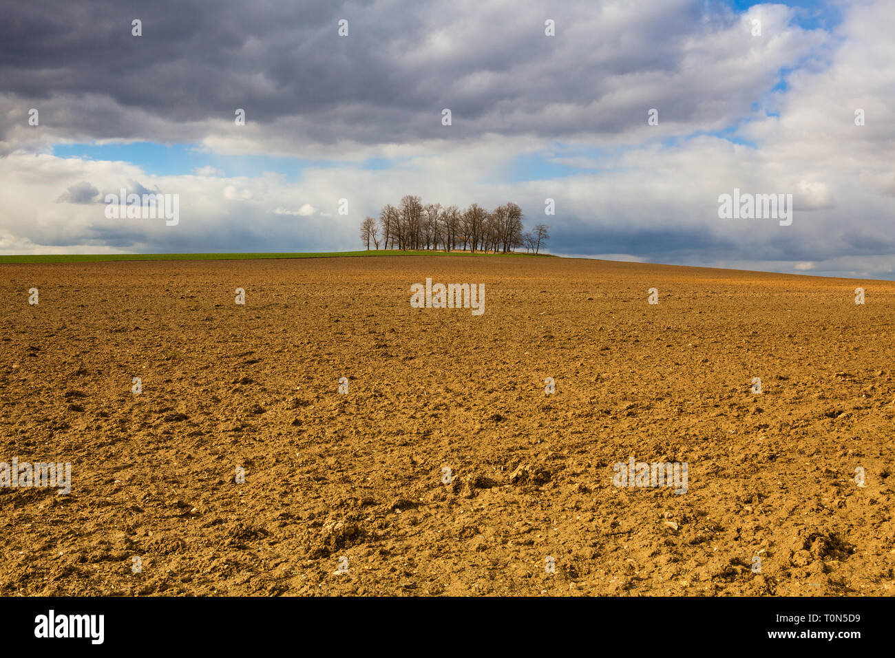 Group trees field spring hi-res stock photography and images - Alamy