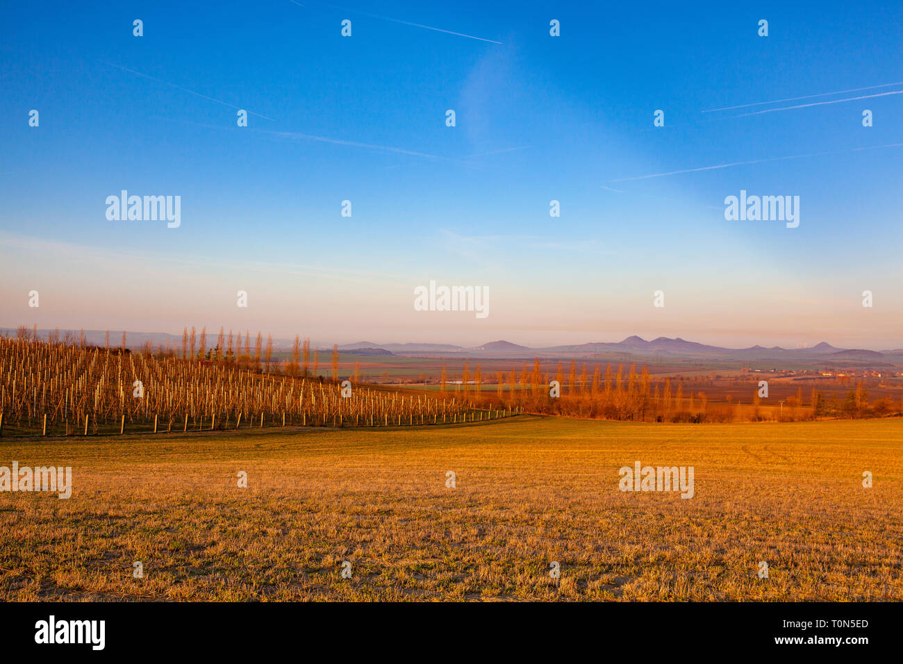 Apple Orchard Rows in spring. Fruit trees over bright blue sky. Apple ...