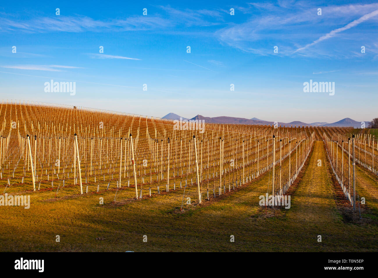 Apple Orchard Rows in spring. Fruit trees over bright blue sky. Apple ...