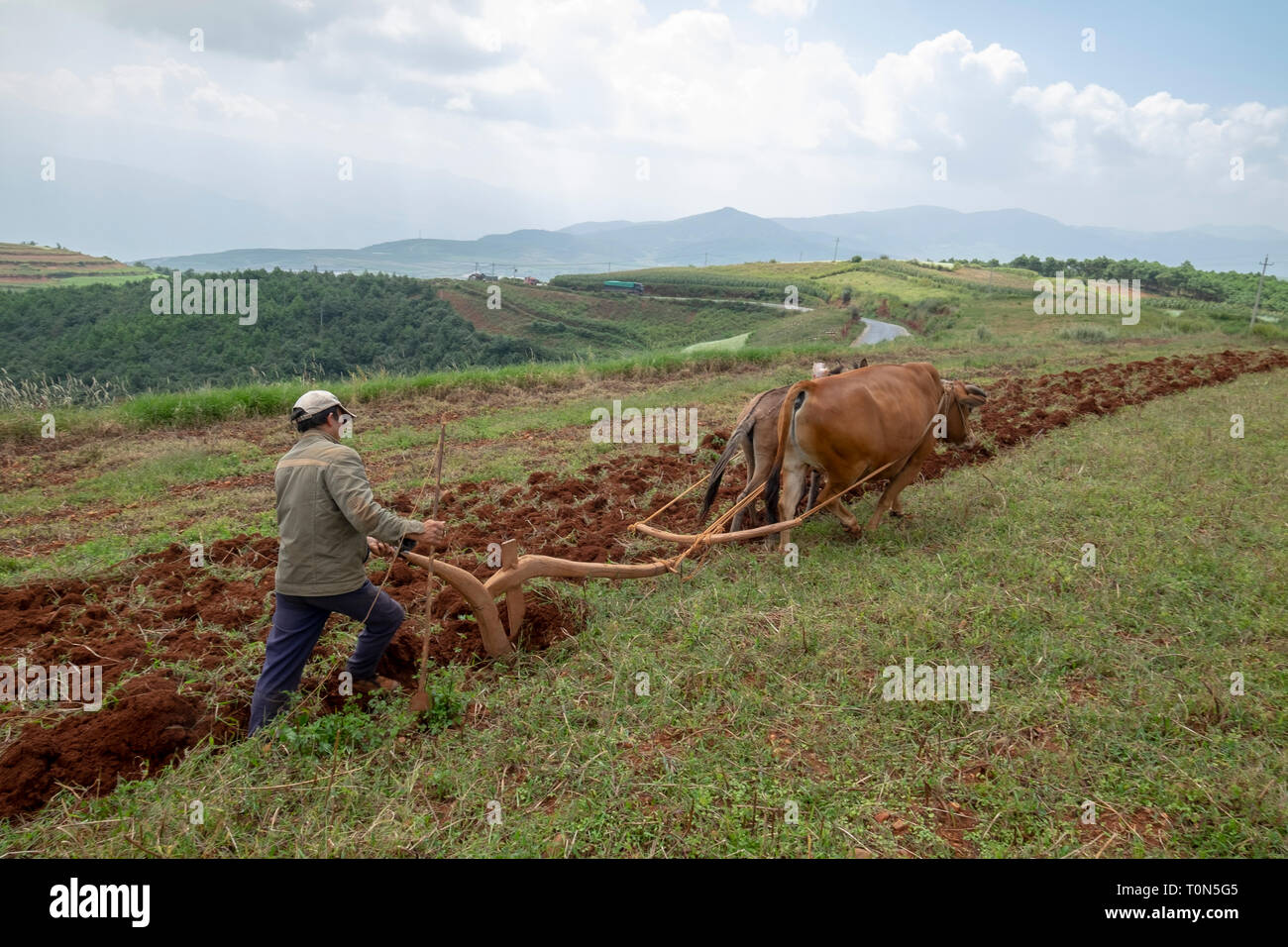 Water buffalo plowing hi-res stock photography and images - Alamy