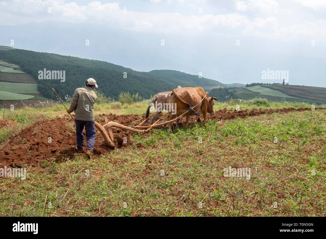 Buffalos plowing hi-res stock photography and images - Alamy