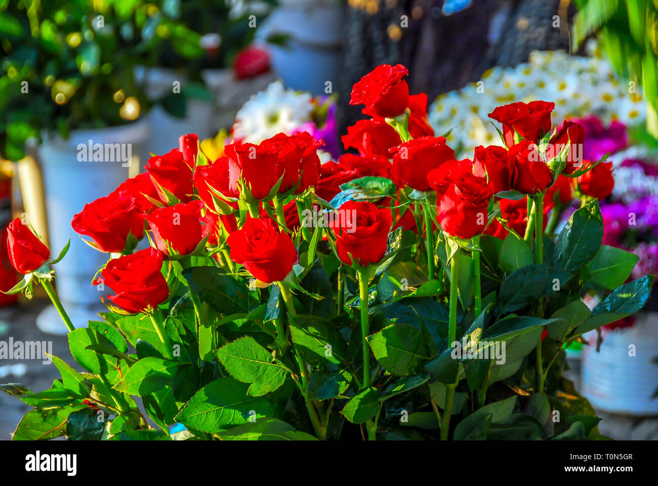 Istanbul, Turkey, 6 May 2008: Red Roses in Garden Stock Photo - Alamy