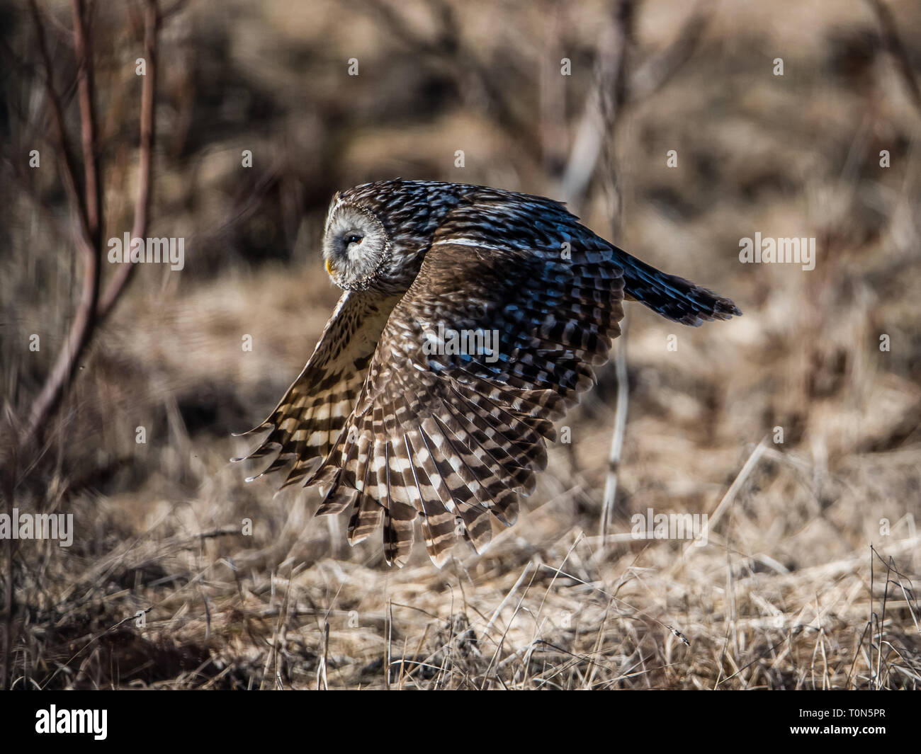 Owl with catch hi-res stock photography and images - Alamy