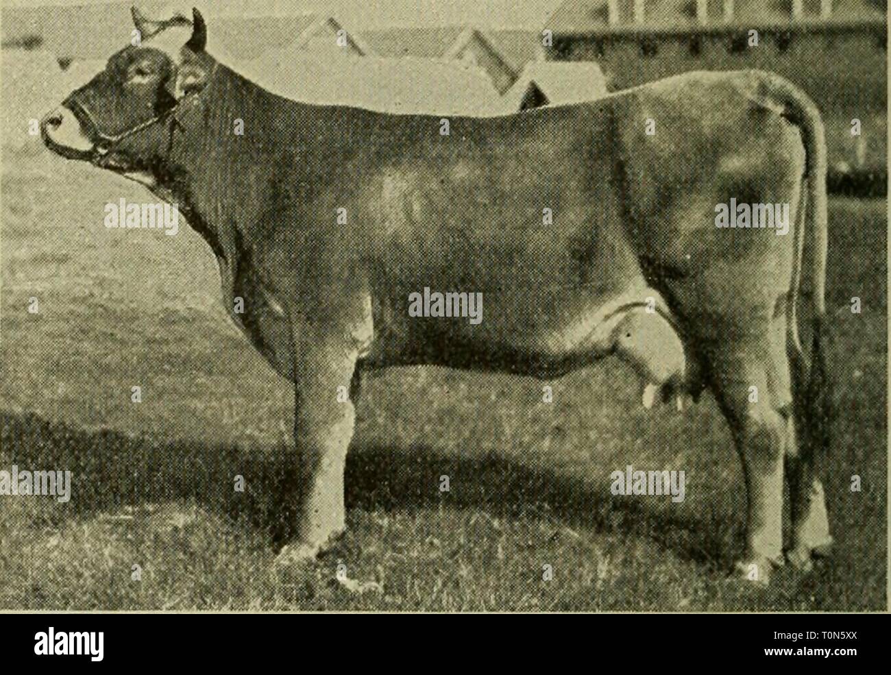 Dr David Roberts' practical home Stock Photo - Alamy
