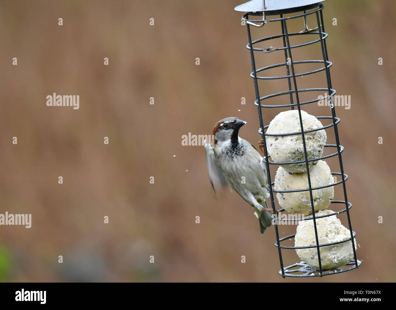 A house sparrow feeds off fat balls on a bird feeder Stock Photo - Alamy