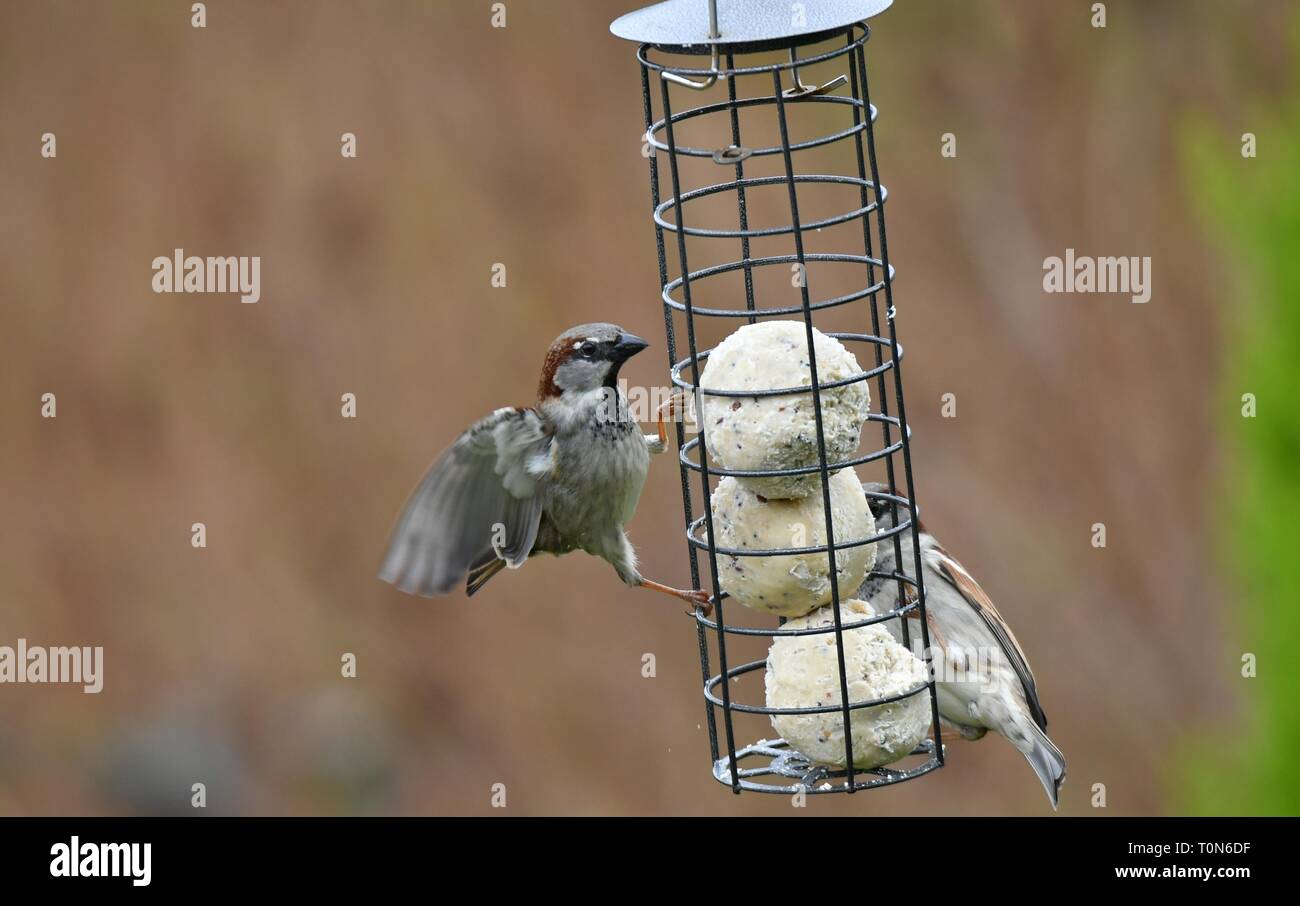 Fat house sparrow hi-res stock photography and images - Alamy