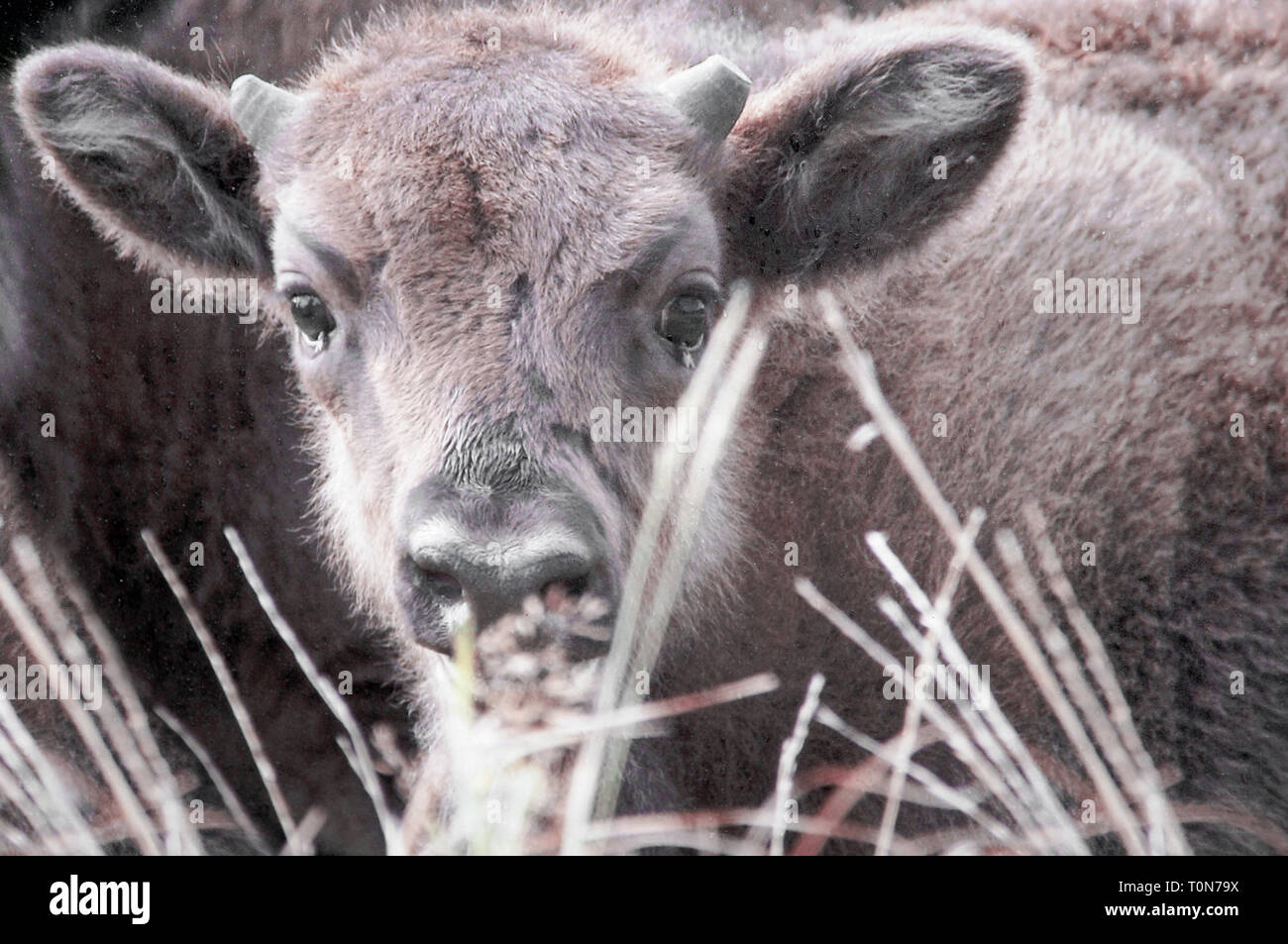 American bison bison bison face hi-res stock photography and images - Alamy