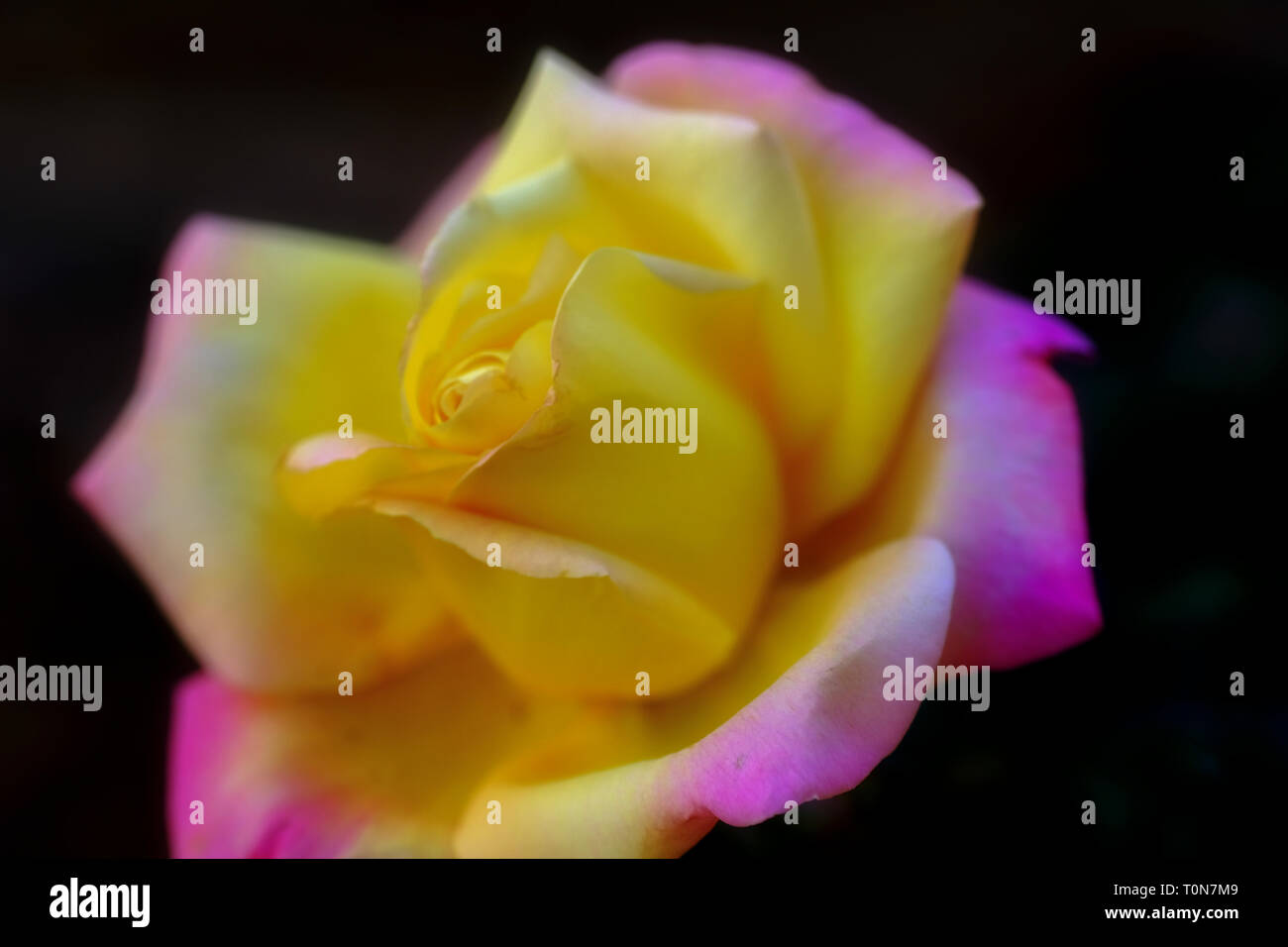 Variegated pink yellow rose hi-res stock photography and images - Alamy