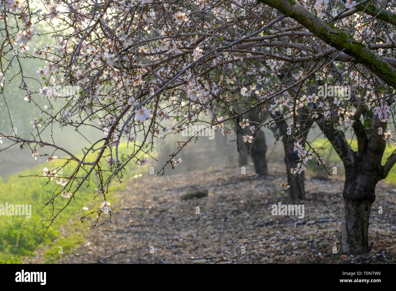 A plantation of blooming almond trees. Photographed in Israel in ...