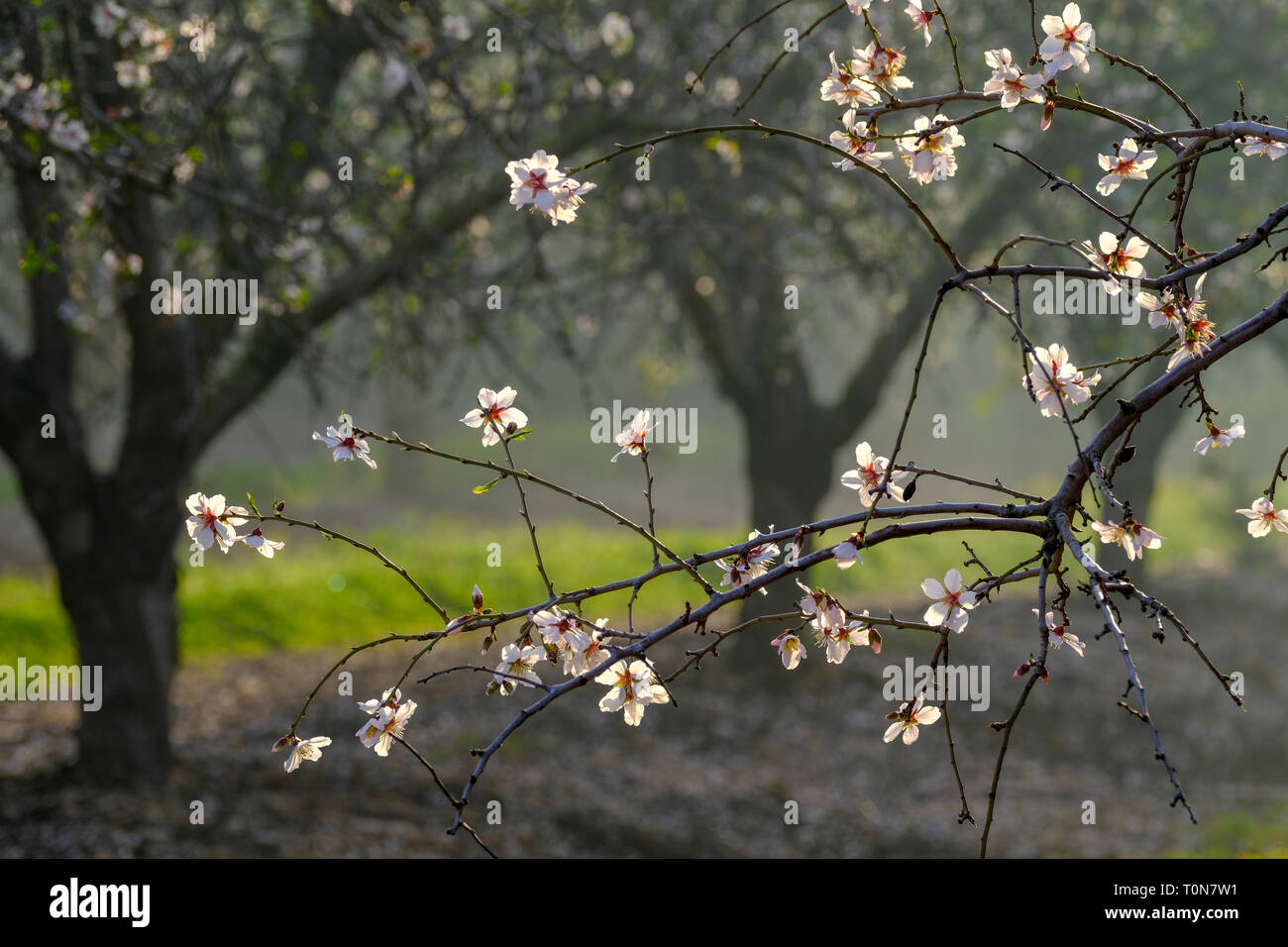 A plantation of blooming almond trees. Photographed in Israel in ...