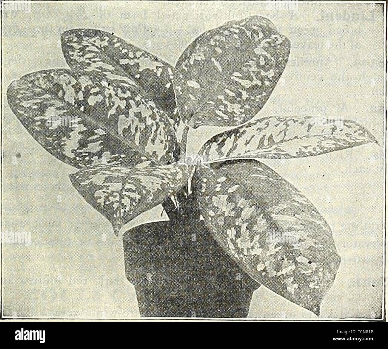 Standard bay pot hi-res stock photography and images - Alamy