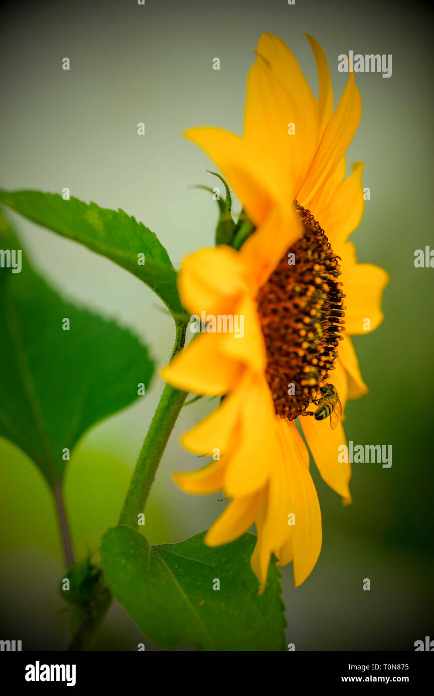 Yellow Daisy with visiting bee Stock Photo - Alamy