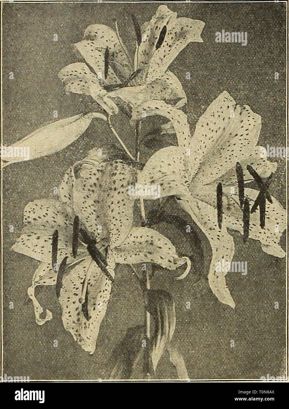 Golden lily bell hi-res stock photography and images - Alamy