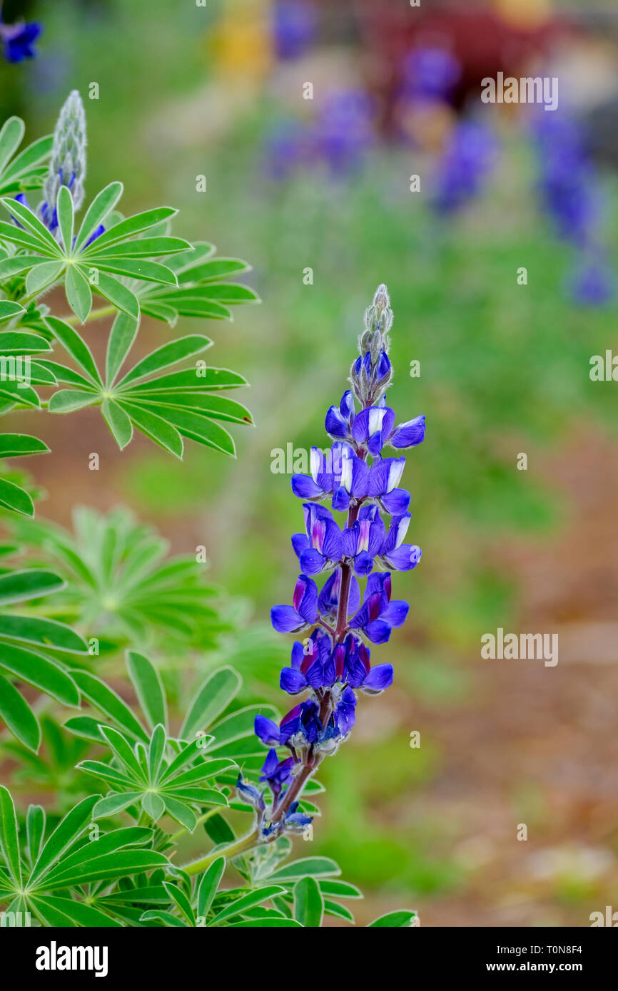 Flowering Blue Lupin. Photographed in March Stock Photo - Alamy