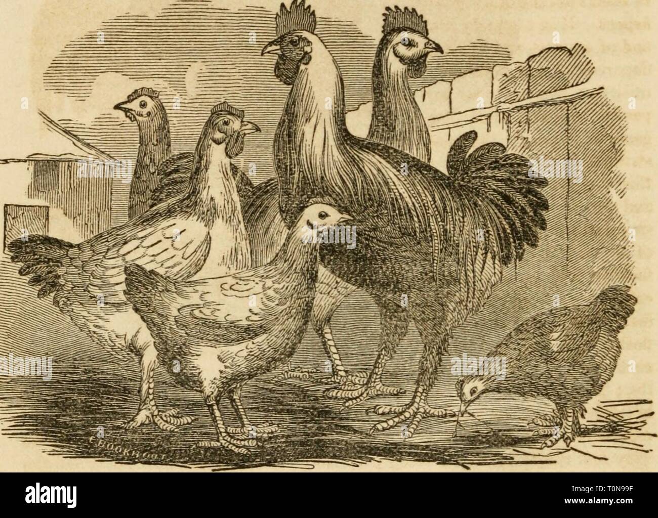 Domestic fowl and ornamental poultry; Domestic fowl and ornamental ...