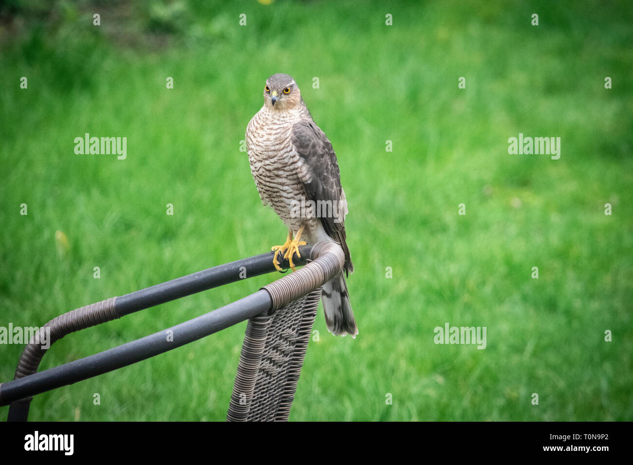 Sparrowhawk garden hi-res stock photography and images - Alamy