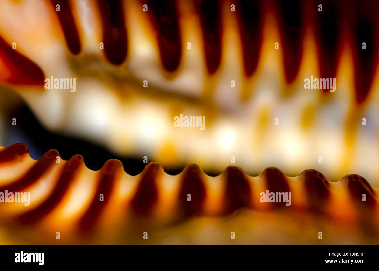 shell mouth with teeth, nature close up portrait Stock Photo - Alamy