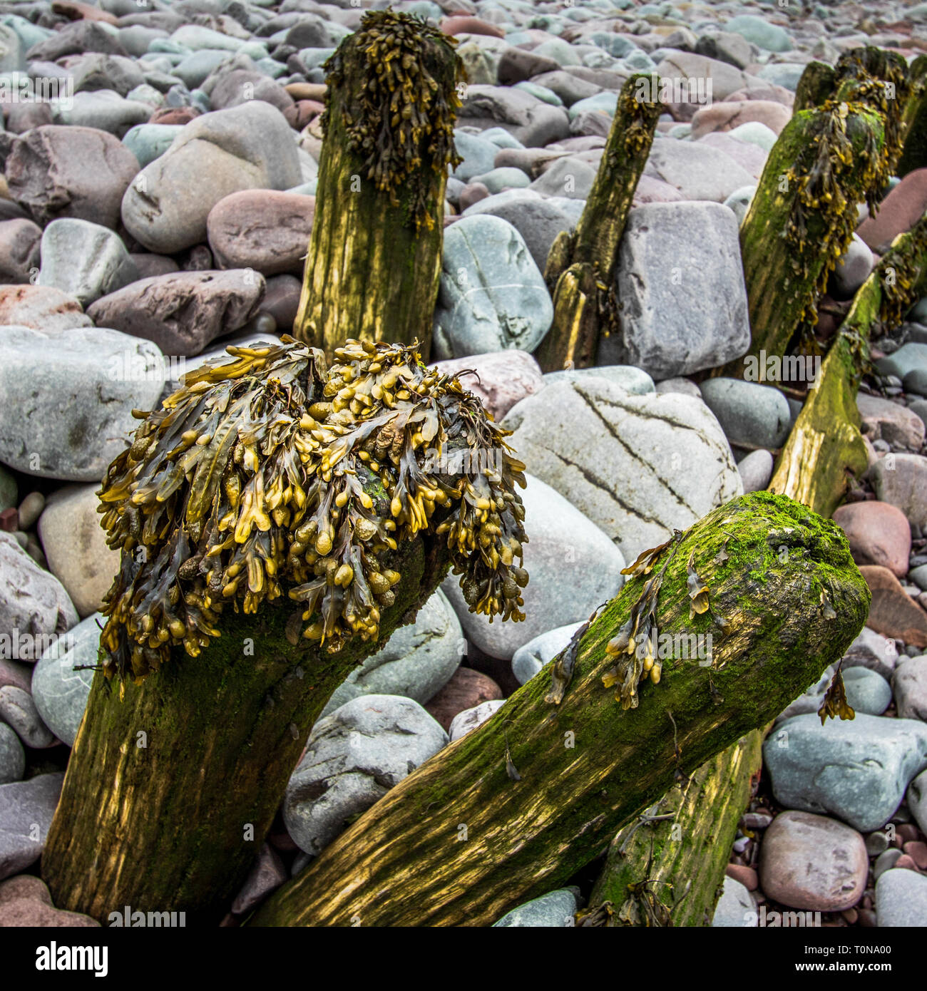 wooden groynes with seaweed with large rocks Stock Photo - Alamy