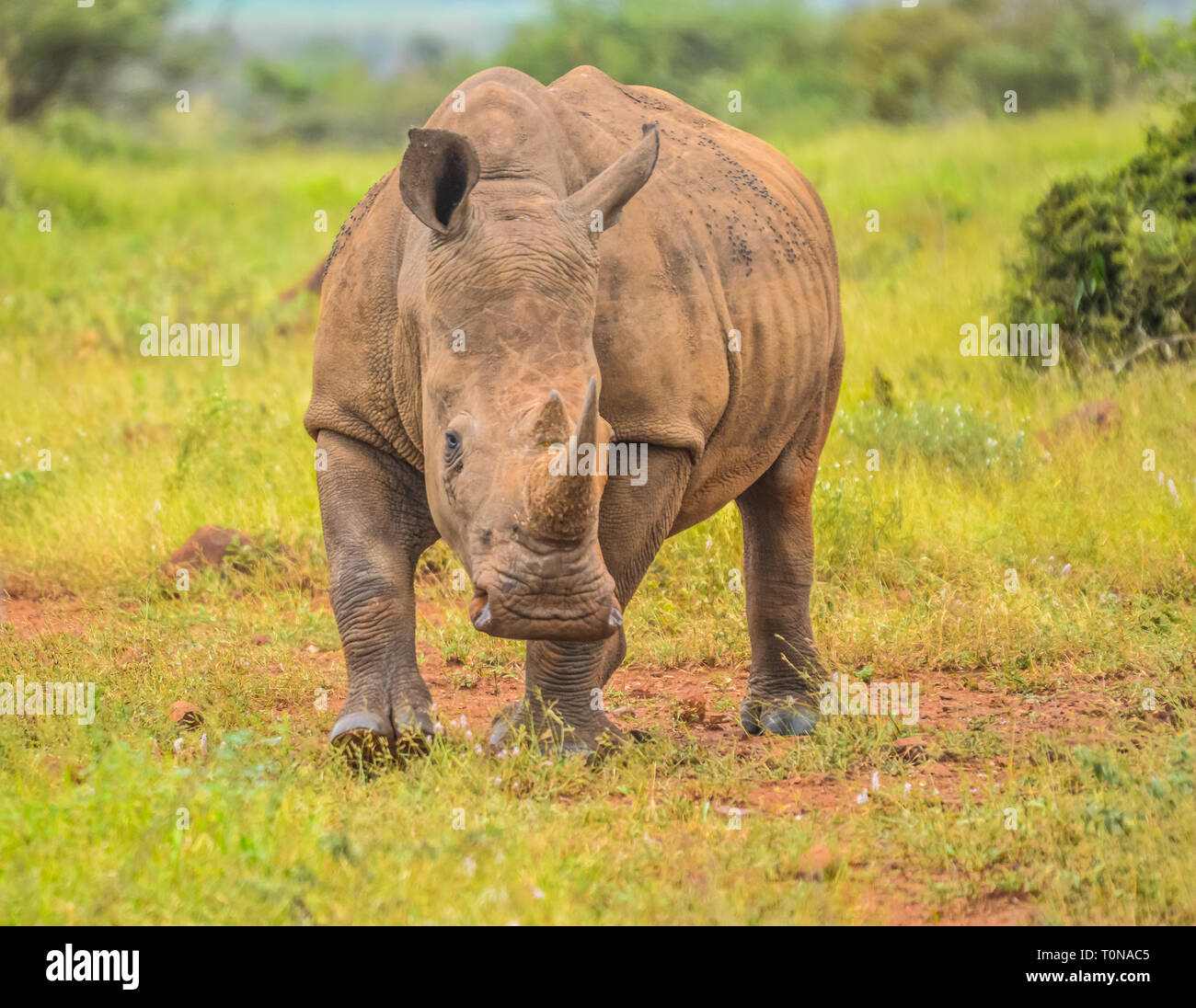 Portrait of cute male bull white Rhino or Rhinoceros in a group in ...