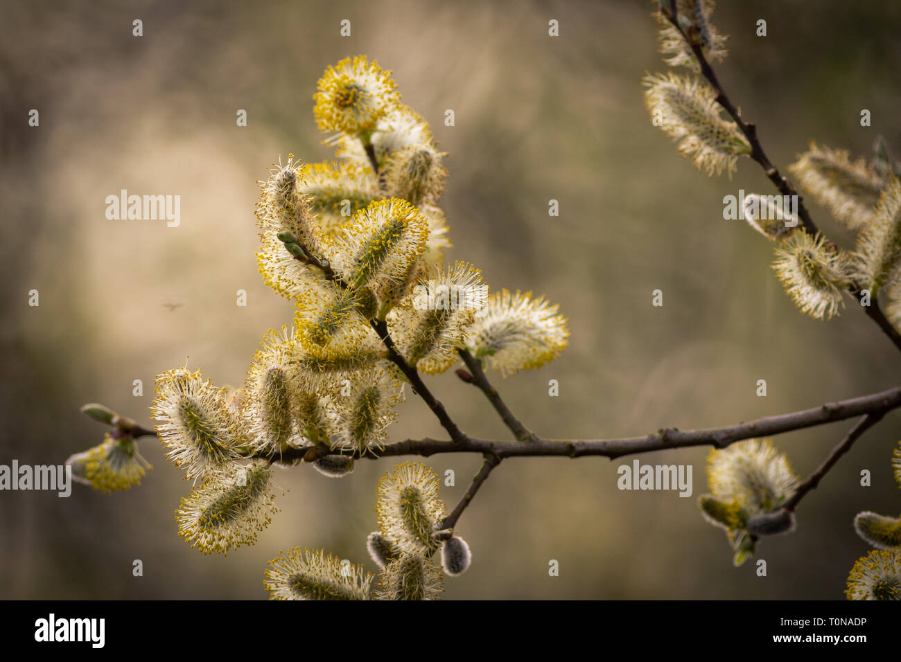 pussy willow in spring in the UK Stock Photo - Alamy