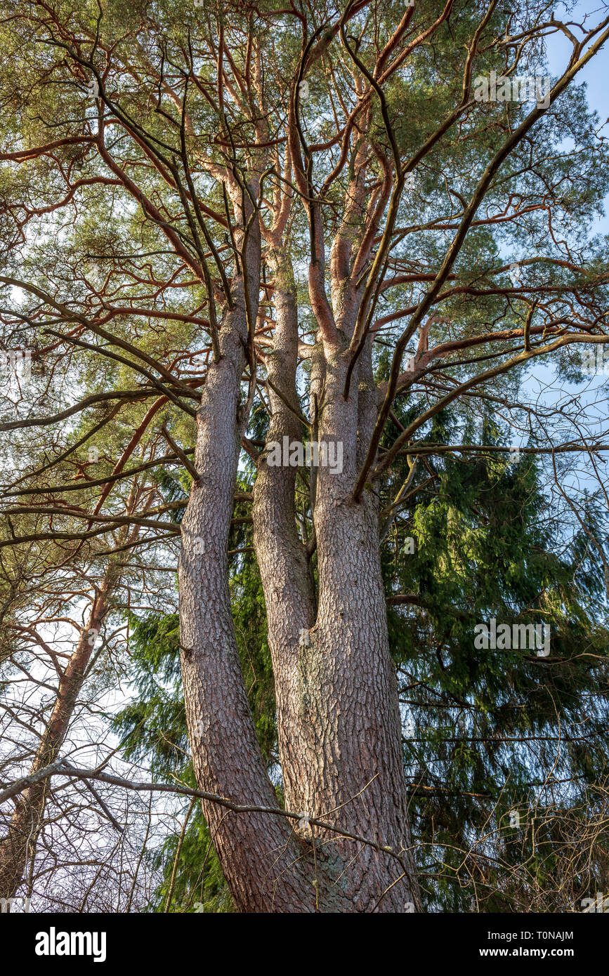 colorful spring bushes in latvian countryside. tree branches with no ...