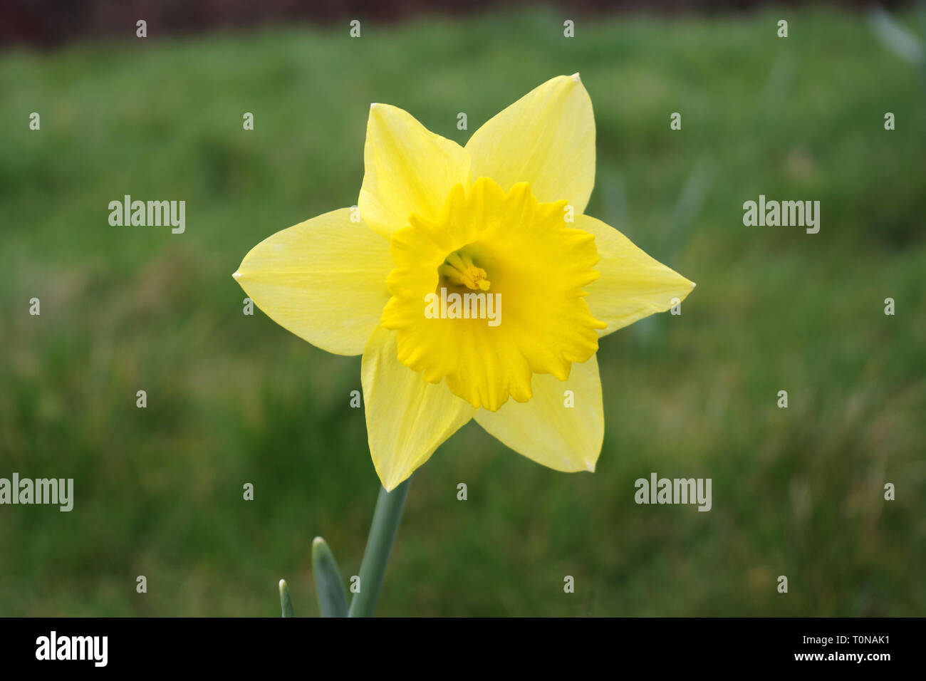 Yellow flowers roadside hi-res stock photography and images - Alamy