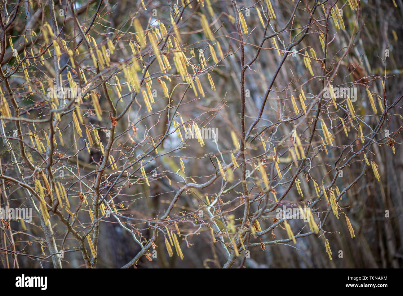 colorful spring bushes in latvian countryside. tree branches with no ...