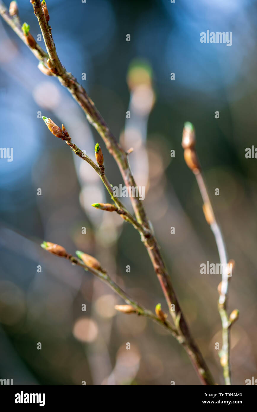 colorful spring bushes in latvian countryside. tree branches with no ...