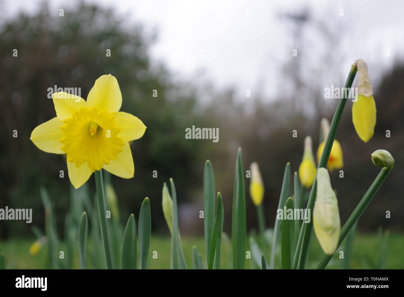 Roadside daffodils hi-res stock photography and images - Alamy