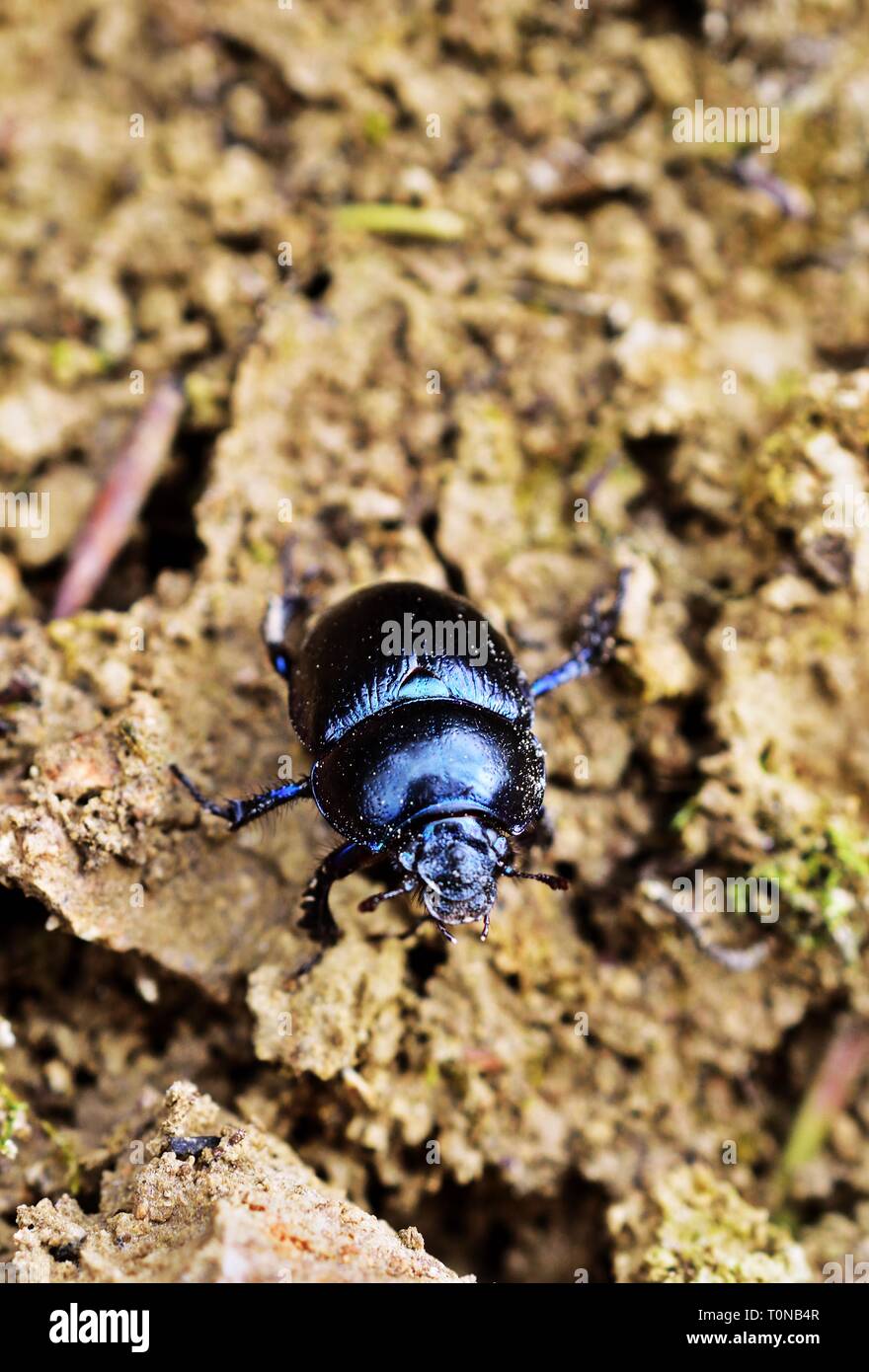 Anoplotrupes stercorosus, common name dor beetle in Bakony hills early ...