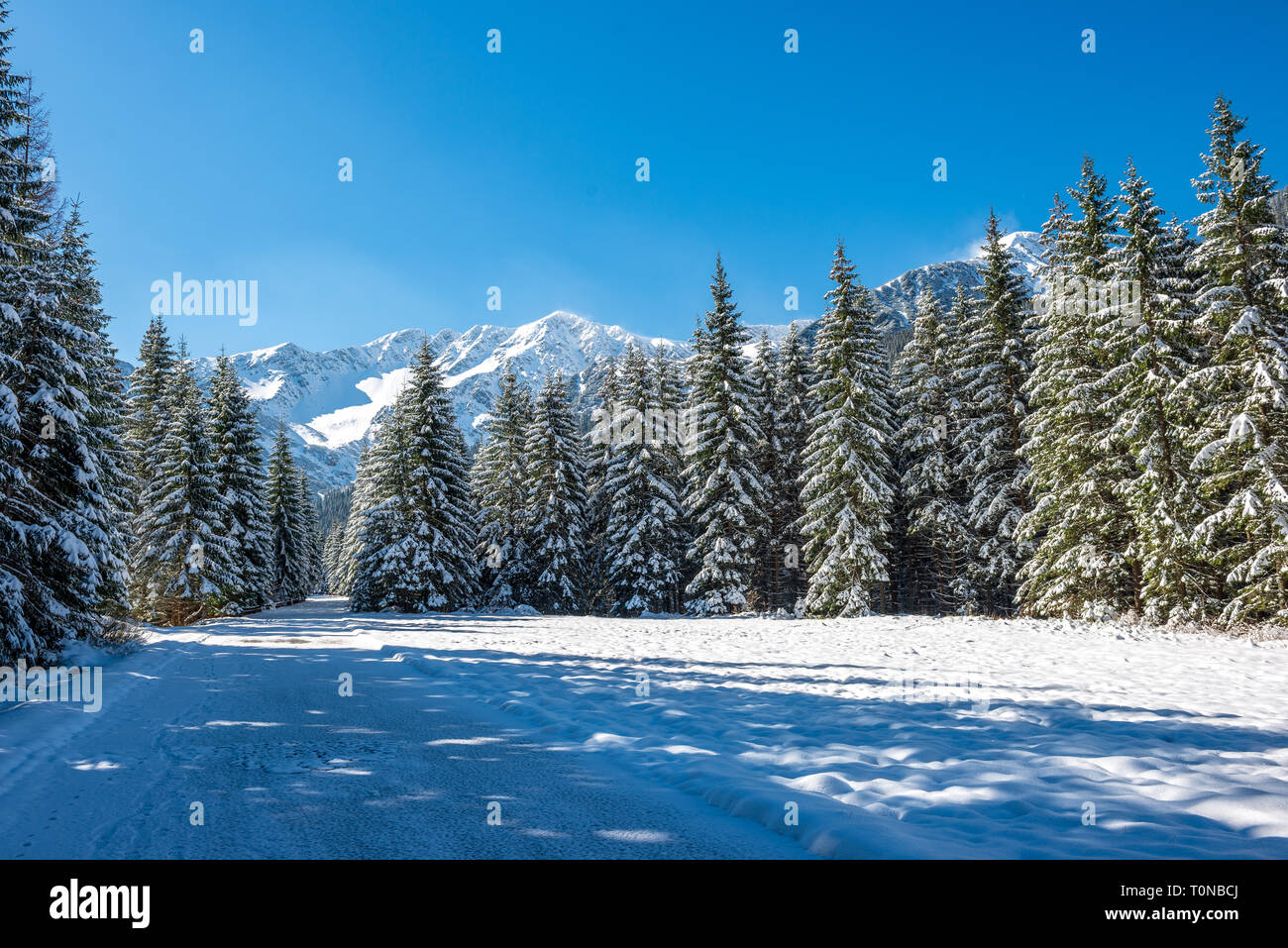 winter in Slovakia Tatra mountains. peaks and trees covered in snow ...