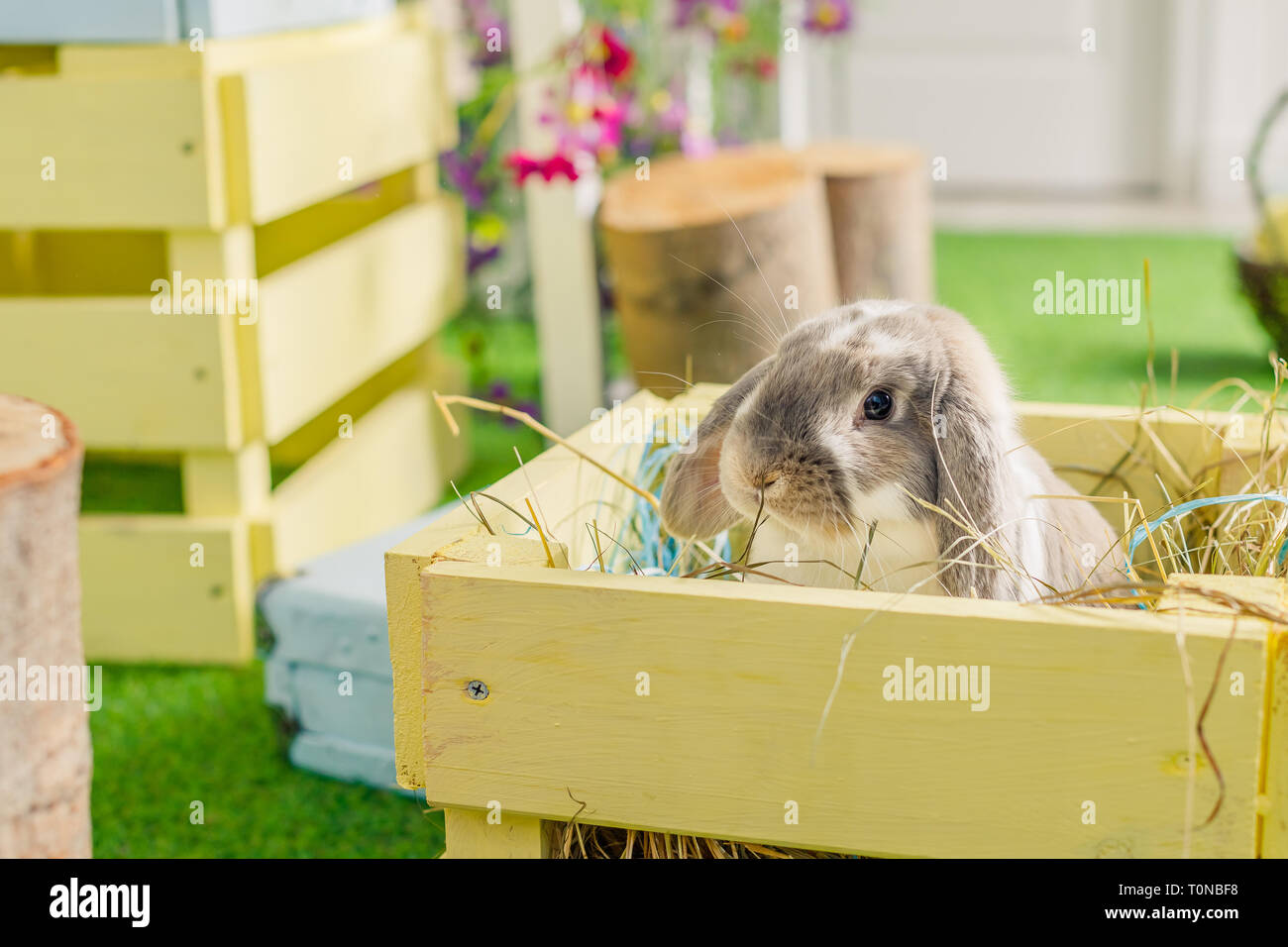 Cute little fluffy white lop eared bunny rabbit sitting on grass ...