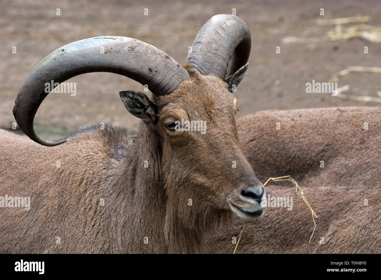 Morocco mali hi-res stock photography and images - Alamy